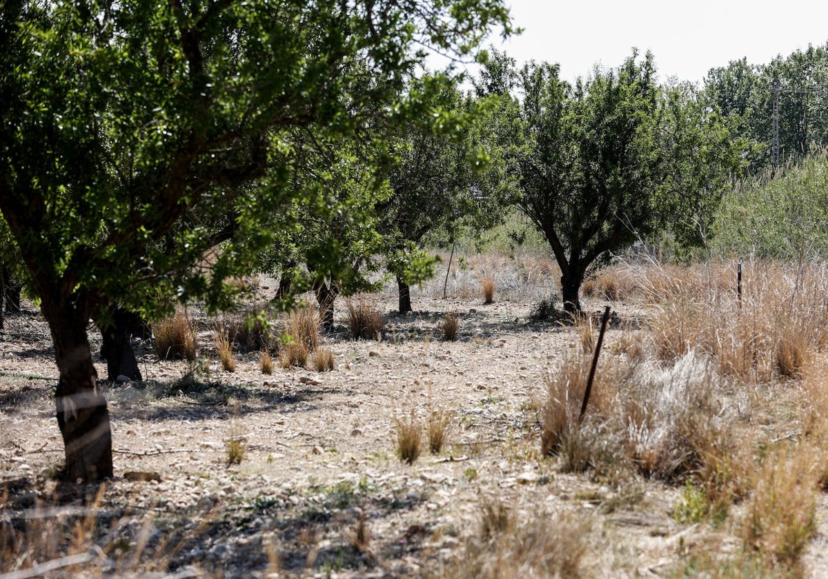 Sequía En La Comunitat La Sequía Amenaza Los Cultivos De Secano Si No